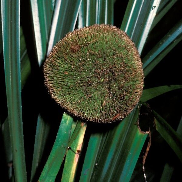Thurnia Sphaerocephala Plant Care & How to Grow, Water