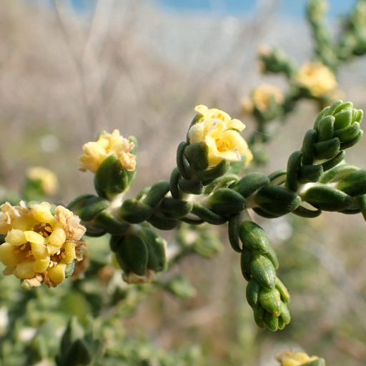 Spur Flax (Thymelaea Hirsuta) Plant Care & How to Grow, Water