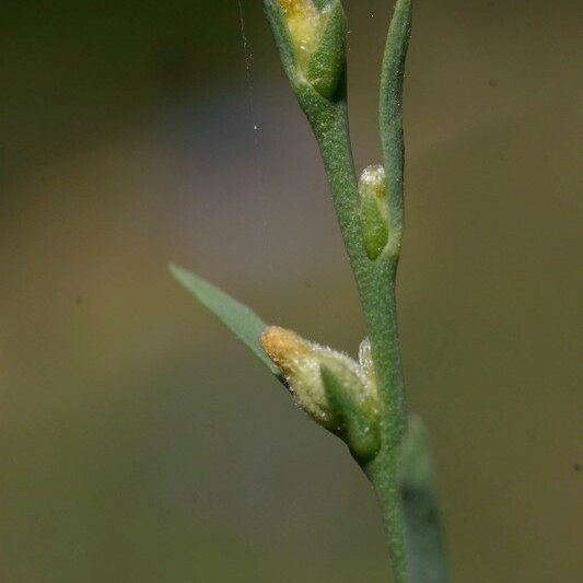 Annual Thymelaea (Thymelaea Passerina) Care Guide: Water, Soil ...