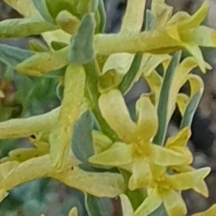 Hairy Thymelaea (Thymelaea Pubescens) Plant Care & How to Grow, Water