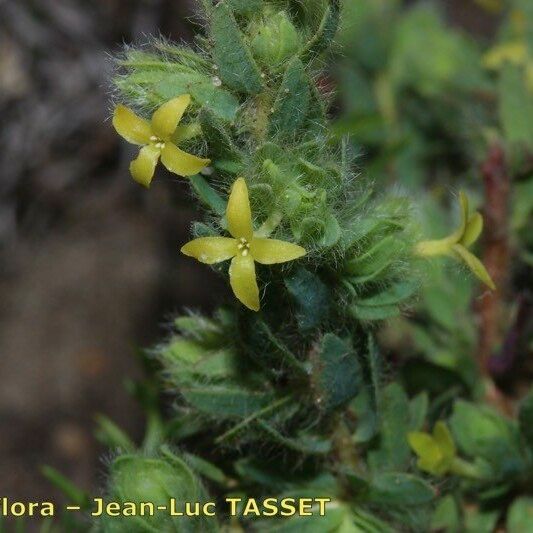 Thymelaea Villosa Care Guide: Water, Soil & Propagation - Plantiary