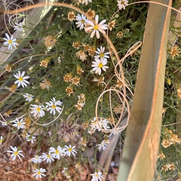 Sonoran Pricklyleaf (Thymophylla Concinna) Plant Care & How to Grow, Water