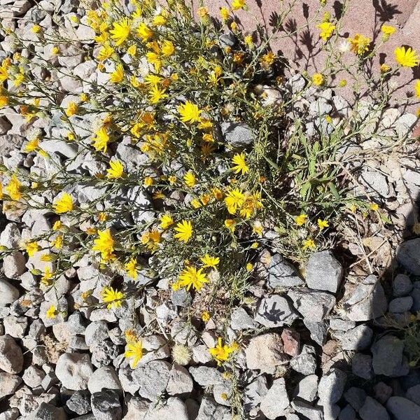 Texas Pricklyleaf (Thymophylla Setifolia) Plant Care & How to Grow, Water