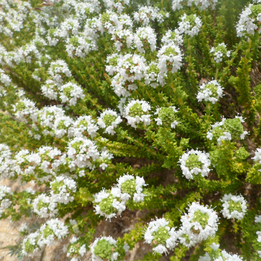 Thymus Carnosus Plant Care & How to Grow, Water