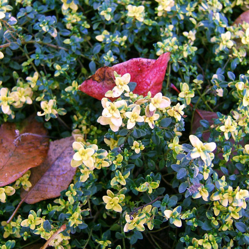 Lemon Thyme (Thymus Citriodorus) Plant Care & How to Grow, Water