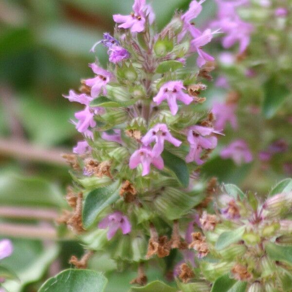 Thymus Comosus Plant Care & How to Grow, Water
