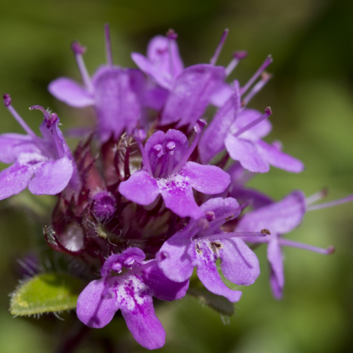 English Wild Thyme (Thymus Drucei) Plant Care & How to Grow, Water