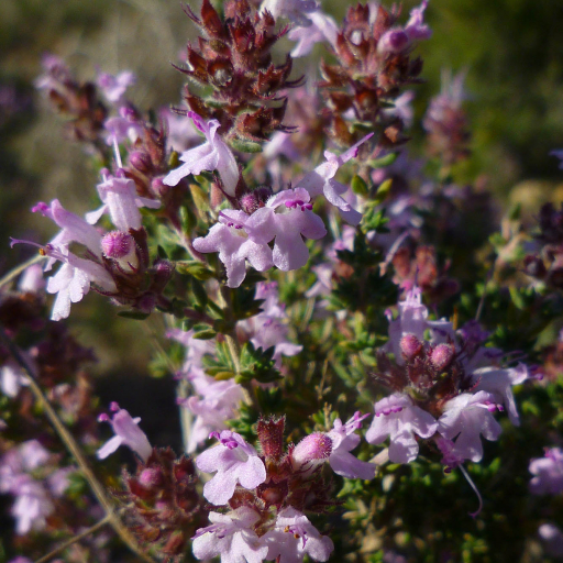 Thymus Hyemalis Plant Care & How to Grow, Water