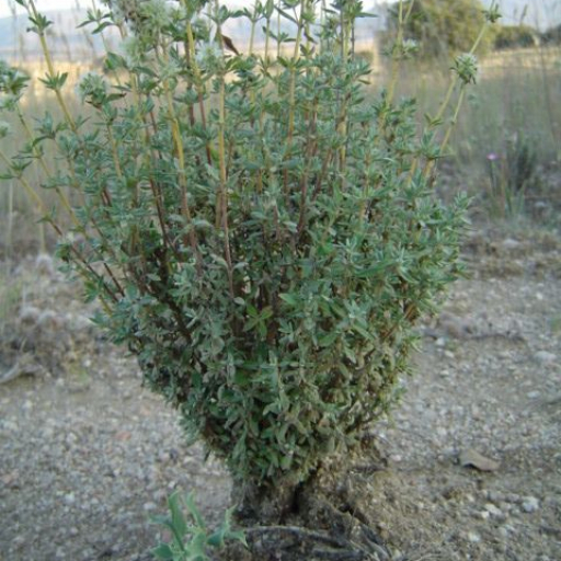 Spanish Wood Marjoram (Thymus Mastichina) Plant Care & How to Grow, Water