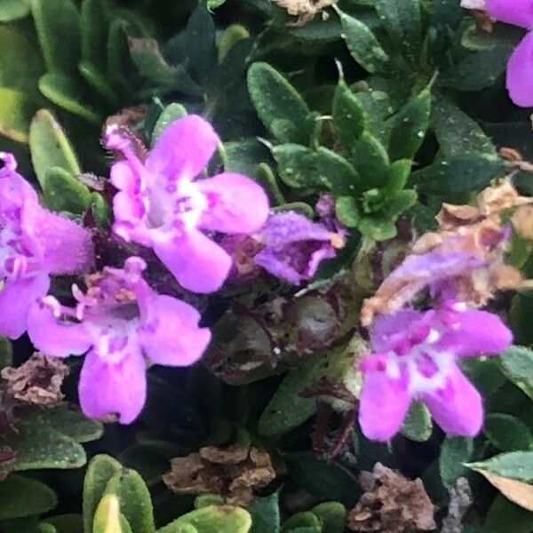 Thymus Nervosus Plant Care & How to Grow, Water