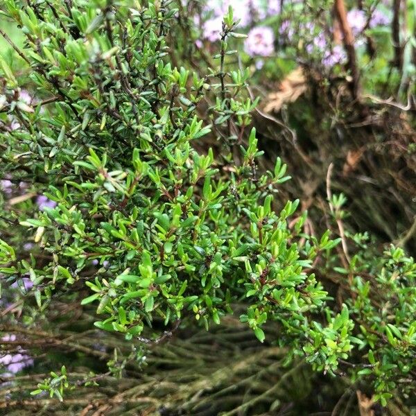 Thymus Nitens Care Guide: Water, Soil & Propagation - Plantiary
