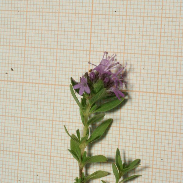 Numidian Thyme (Thymus Numidicus) Care Guide: Water, Soil & Propagation ...