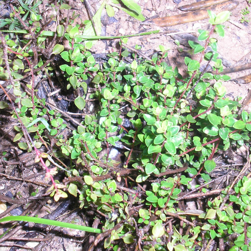 Thymus Piperella Plant Care & How to Grow, Water