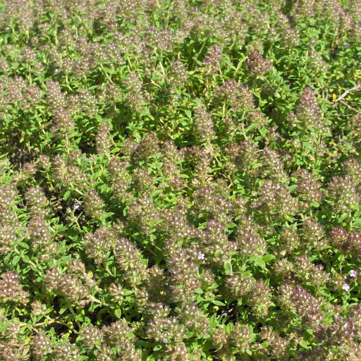 English Wild Thyme (Thymus Polytrichus) Plant Care & How to Grow, Water