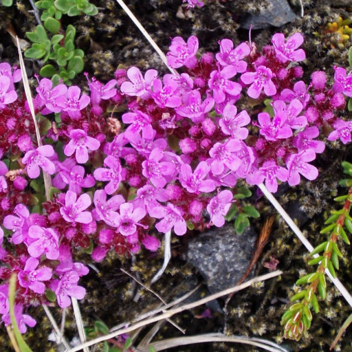 Mother Of Thyme (Thymus Praecox) Plant Care & How to Grow, Water