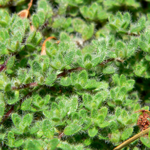 Thymus Pseudolanuginosus Plant Care & How to Grow, Water