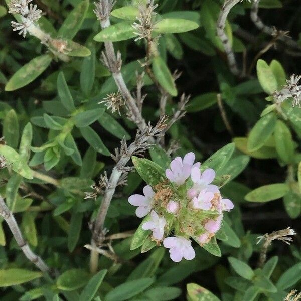 Thymus Sibthorpii Care Guide: Water, Soil & Propagation - Plantiary