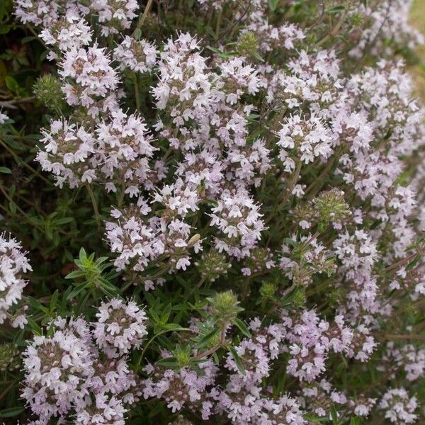Thymus Teucrioides Plant Care & How to Grow, Water