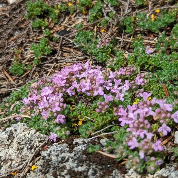 Thymus Villosus Plant Care & How to Grow, Water