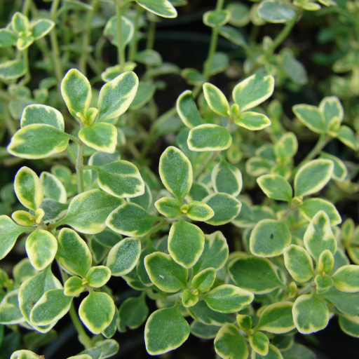 Thymus X Citriodorus Plant Care & How to Grow, Water