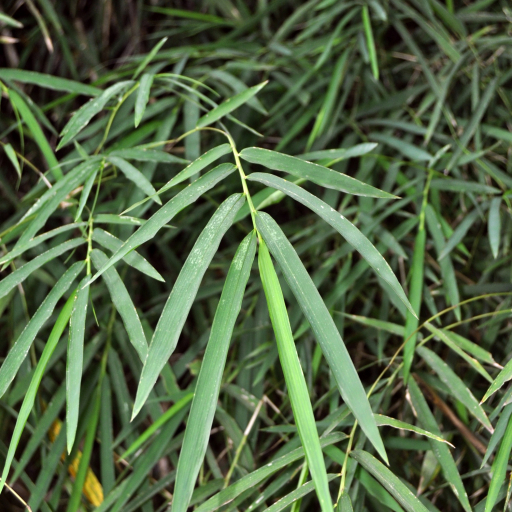 Long-Sheath Bamboo (Thyrsostachys Siamensis) Care Guide: Water, Soil ...