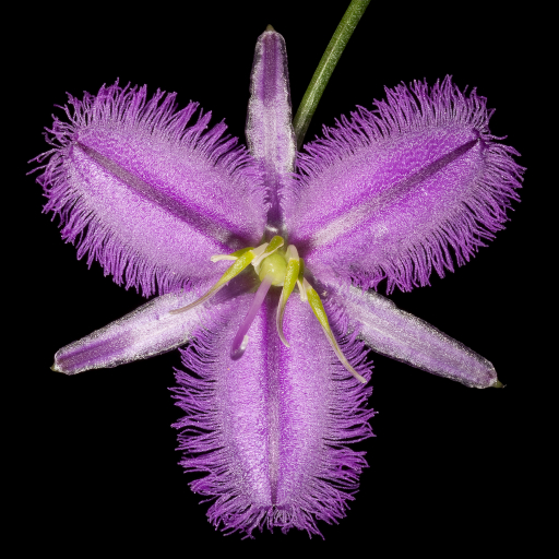 Fringed Lily (Thysanotus Manglesianus) Care Guide: Water, Soil ...