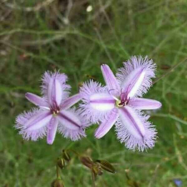 Leafless Fringed Lily (Thysanotus Sparteus) Plant Care & How to Grow, Water