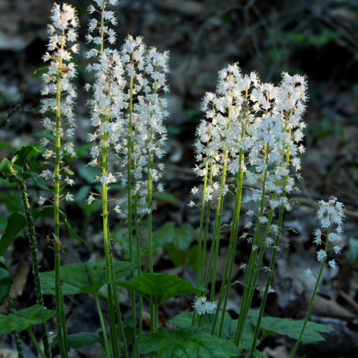 Heart-Leaf Foamflower (Tiarella Cordifolia) Plant Care & How to Grow, Water