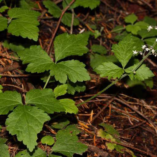 Sugar-scoop (Tiarella Trifoliata) Plant Care & How to Grow, Water