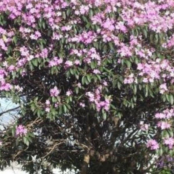 Tibouchina Arborea Plant Care & How to Grow, Water