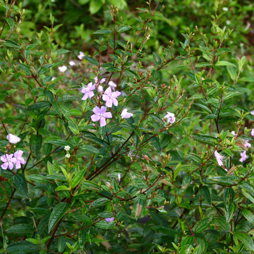 Tibouchina Aspera Plant Care & How to Grow, Water