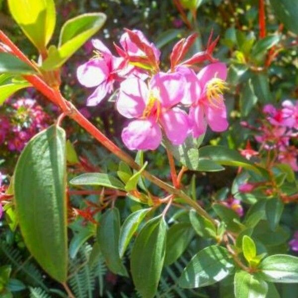 Tibouchina Fraterna Care Guide: Water, Soil & Propagation - Plantiary