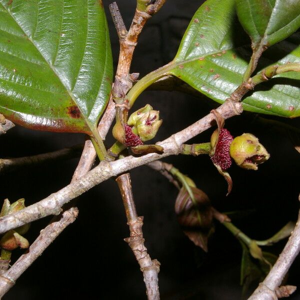 Ticodendron Incognitum Plant Care & How to Grow, Water