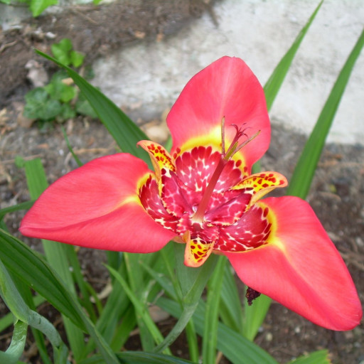 Tiger Iris (Tigridia Pavonia) Plant Care & How to Grow, Water