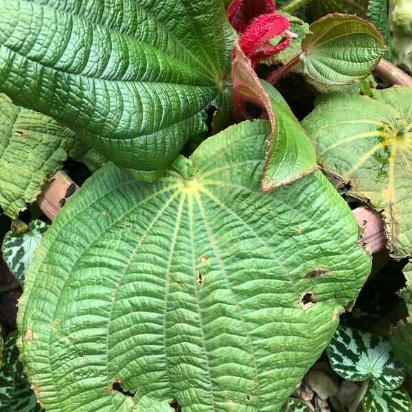 Tigridiopalma Magnifica Plant Care & How to Grow, Water