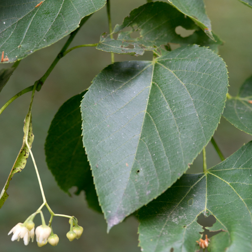 American Basswood (Tilia Americana) Plant Care & How to Grow, Water