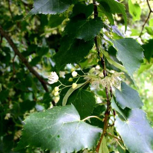 Small-leaved Lime (Tilia Cordata) Plant Care & How to Grow, Water