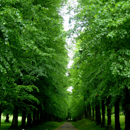 Common Lime (Tilia × Europaea) Care Guide: Water, Soil & Propagation ...