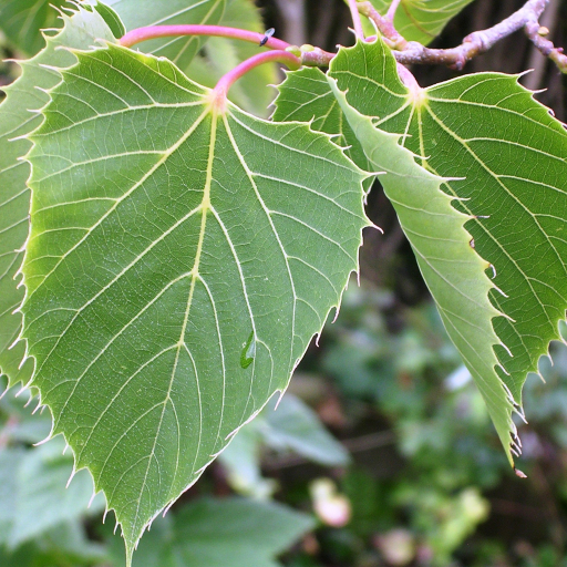 Henry's Lime (Tilia Henryana) Plant Care & How to Grow, Water