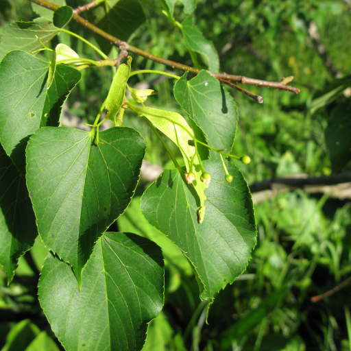 Japanese Lime (Tilia Japonica) Plant Care & How to Grow, Water