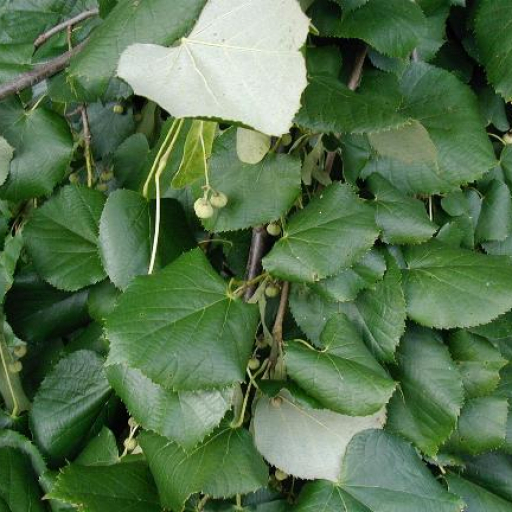 Silver Linden (Tilia Tomentosa) Plant Care & How to Grow, Water