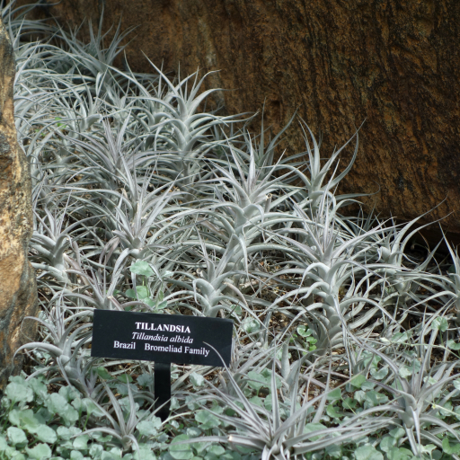 Tillandsia Albida Plant Care & How to Grow, Water