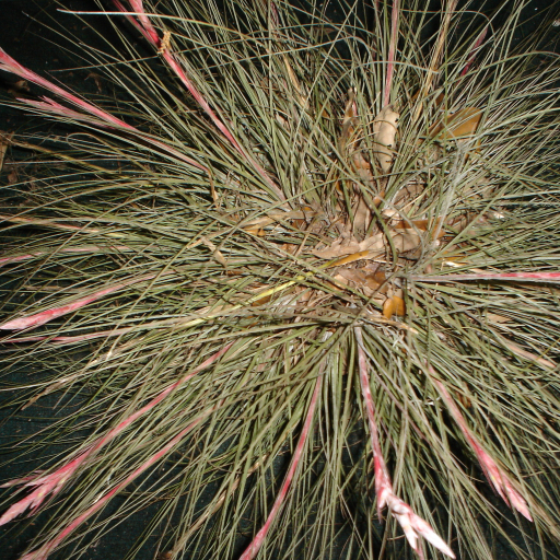 Bartram's Airplant (Tillandsia Bartramii) Care Guide: Water, Soil ...