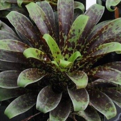 Tillandsia Biflora Plant Care & How to Grow, Water