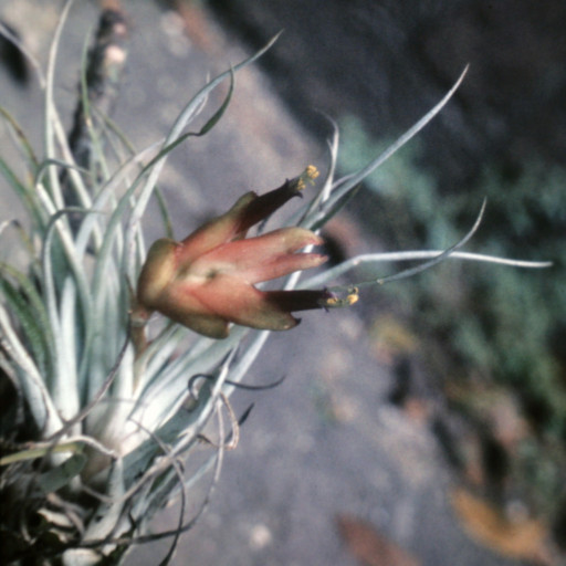 Bulbous Airplant (Tillandsia Bulbosa) Plant Care & How to Grow, Water