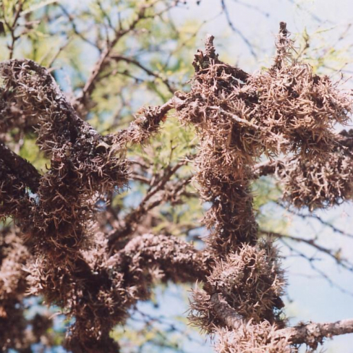 Tillandsia Capillaris Plant Care & How to Grow, Water