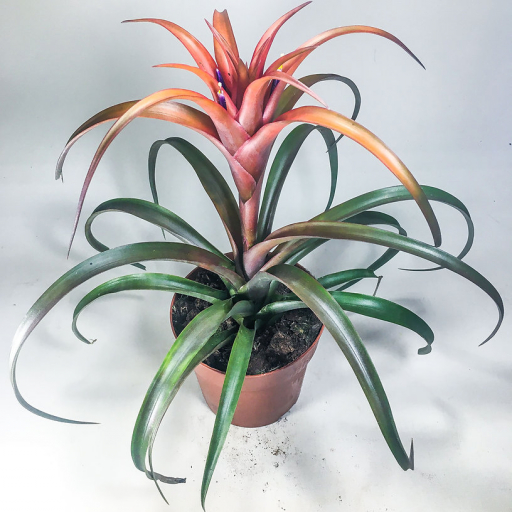 Tillandsia Capitata Plant Care & How to Grow, Water
