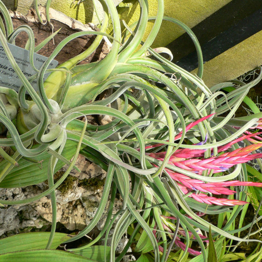 Octopus (Tillandsia Caput-medusae) Plant Care & How to Grow, Water