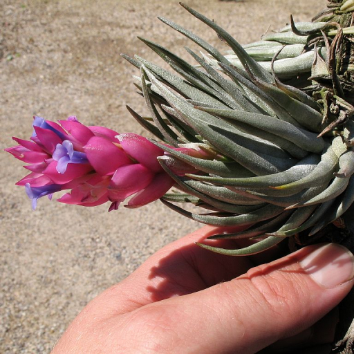 Tillandsia Carminea Plant Care & How to Grow, Water