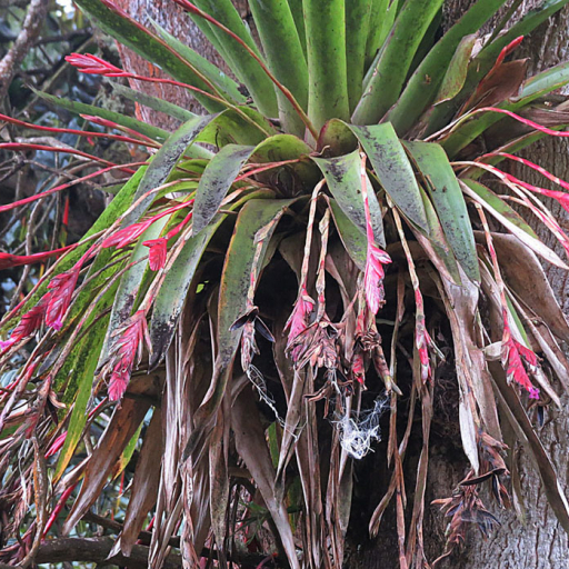 Tillandsia Complanata Plant Care & How to Grow, Water
